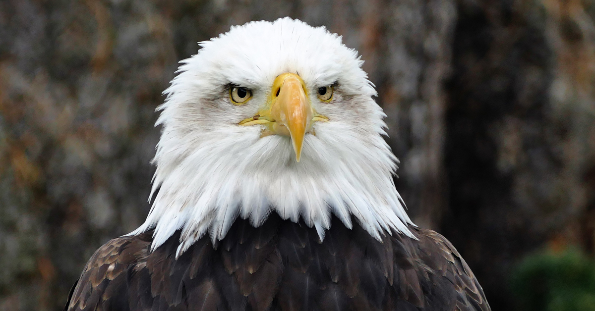 126: Have The Vision, Patience, and Perspective Of An Eagle ...